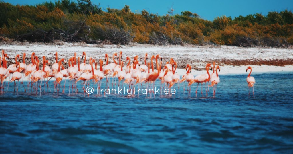Anegada Conch Island & Flamingo Tour! – Frankly Frankiee